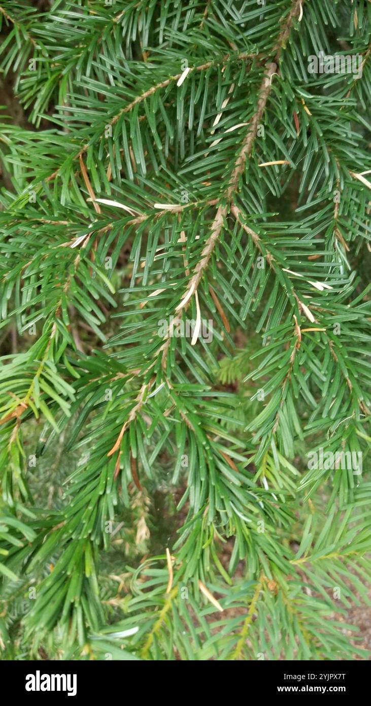 Pacific silver fir (Abies amabilis Stock Photo - Alamy