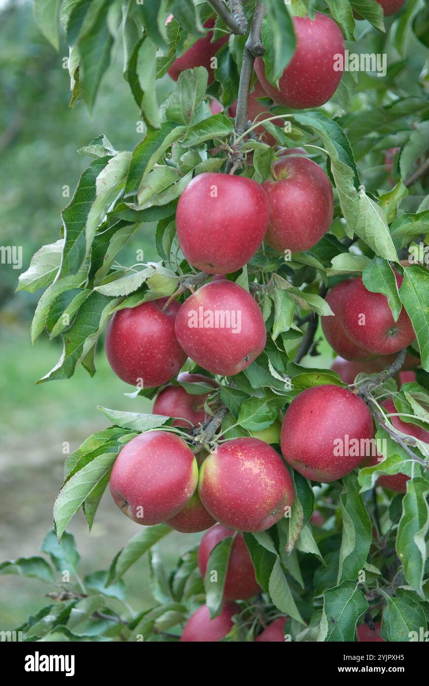 Winter-Apfel, Malus domestica Pivita, Winter apple, Malus domestica ...