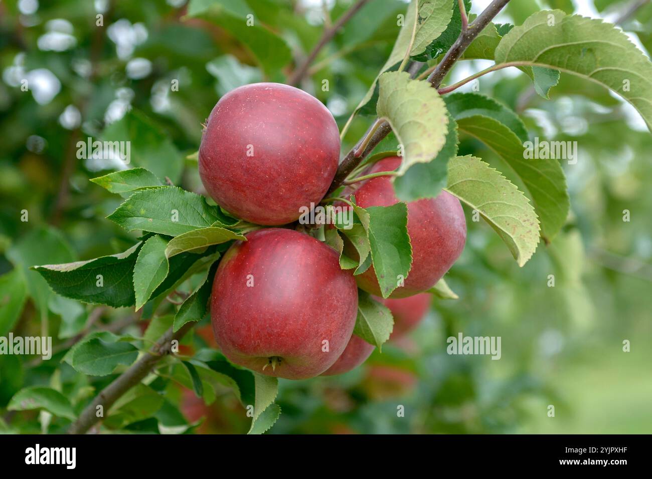 Apfel, Malus domestica Rajka, Apple, Malus domestica Rajka Stock Photo ...