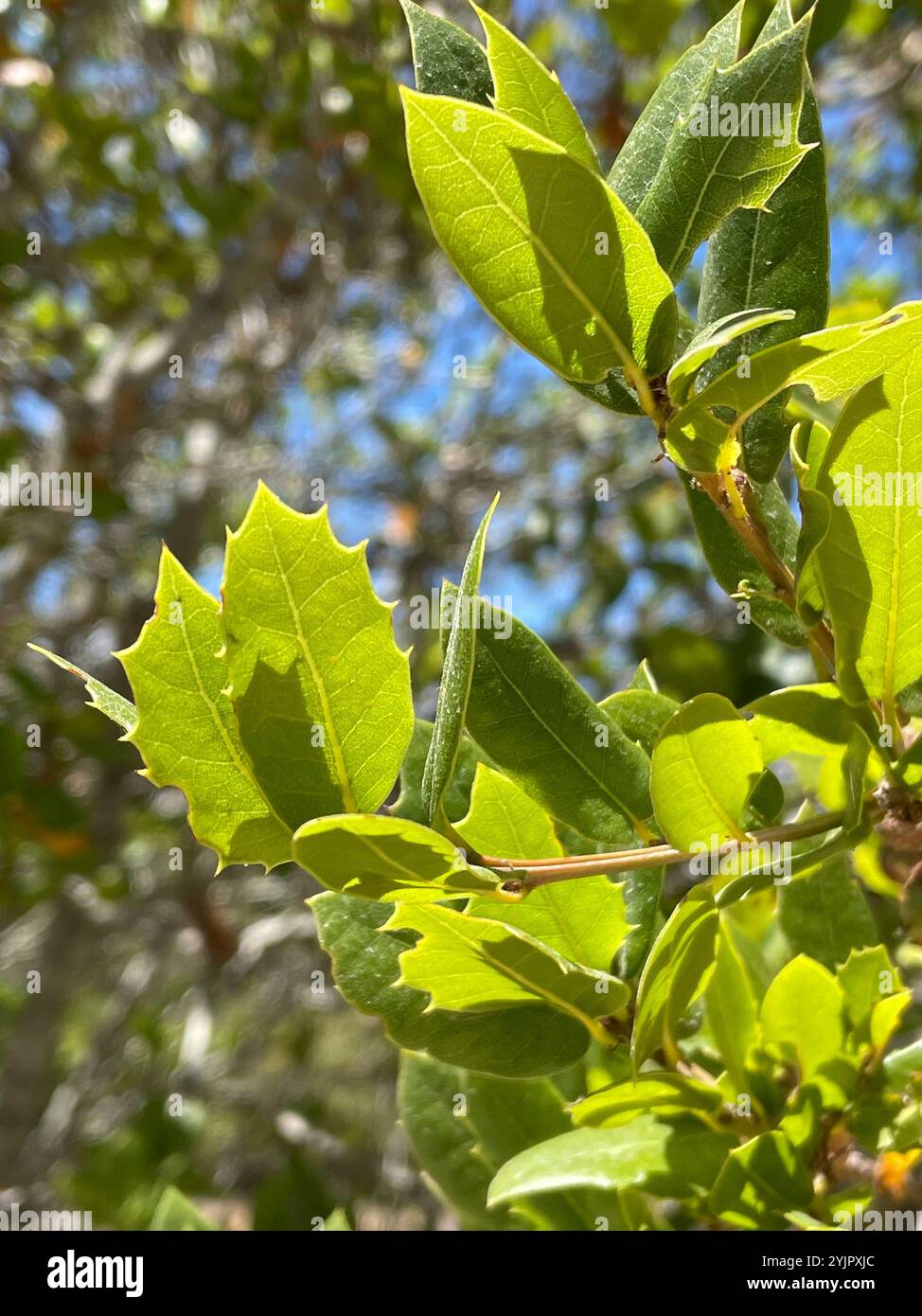 interior live oak (Quercus wislizeni Stock Photo - Alamy