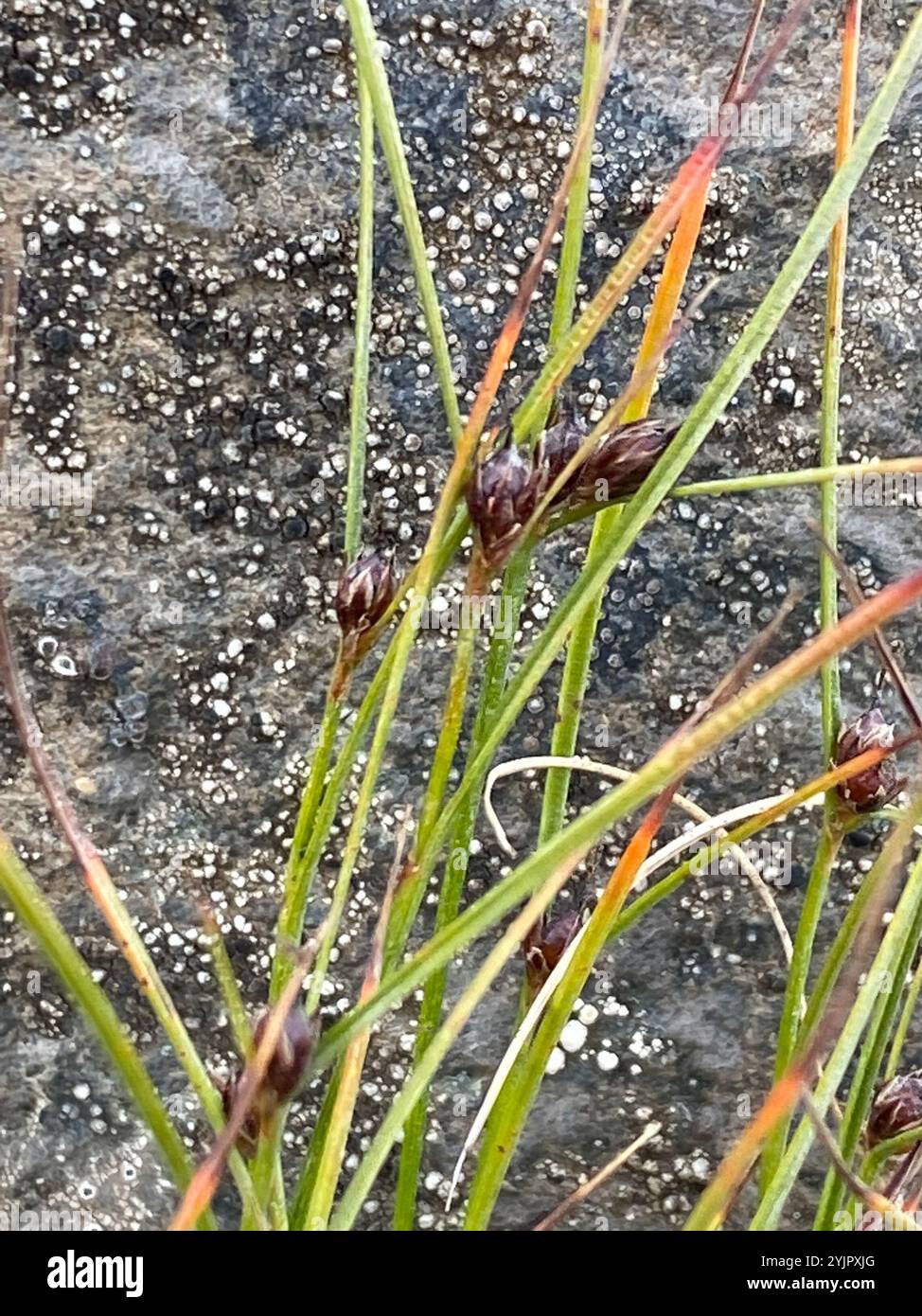 highland rush (Oreojuncus trifidus Stock Photo - Alamy