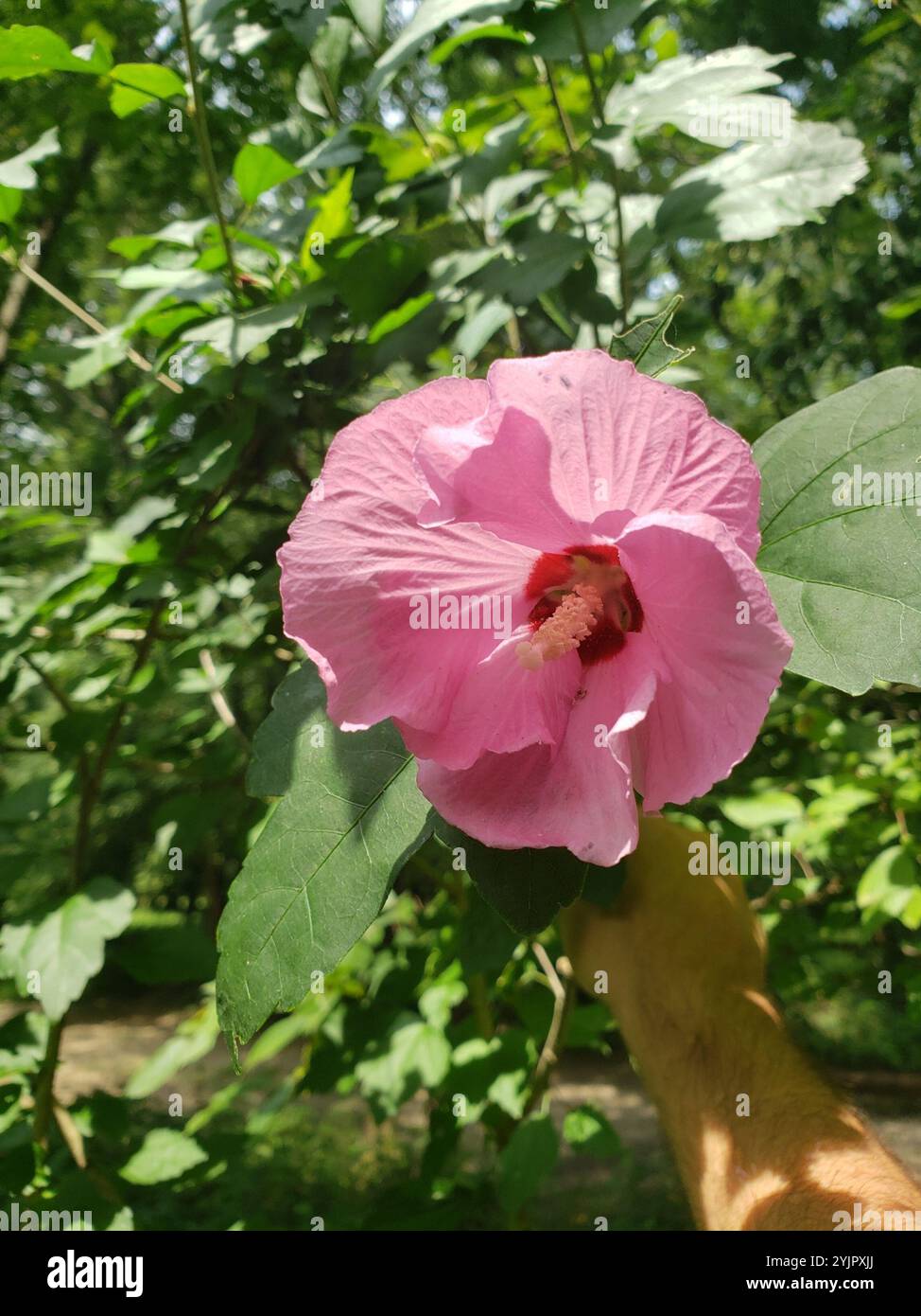 common hibiscus (Hibiscus syriacus Stock Photo - Alamy