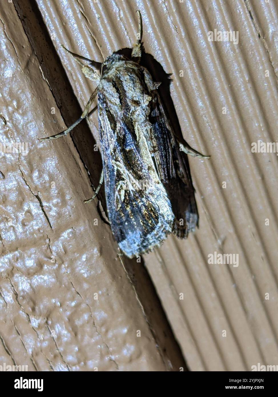 Armyworm Moths (Spodoptera Stock Photo - Alamy