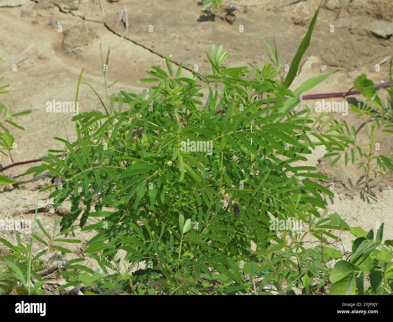 giant false sensitive plant (Mimosa diplotricha Stock Photo - Alamy