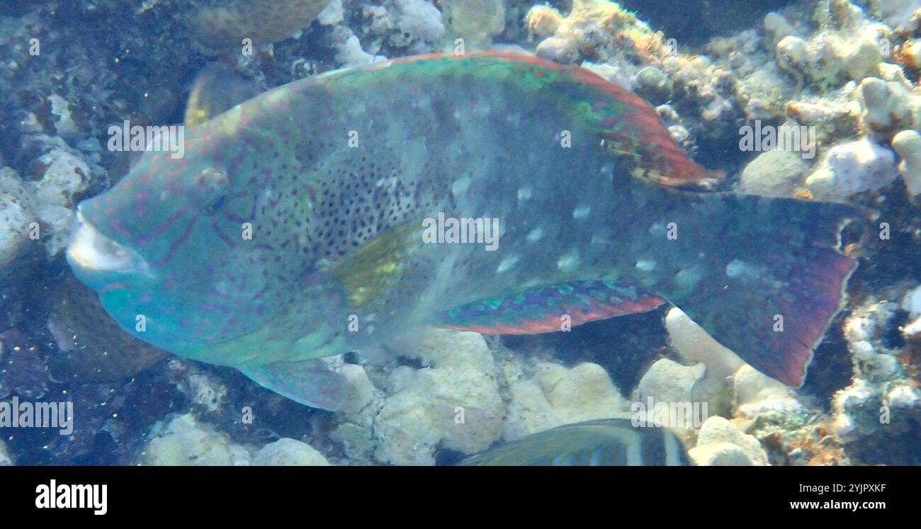 Dotted Parrotfish (Calotomus viridescens Stock Photo - Alamy