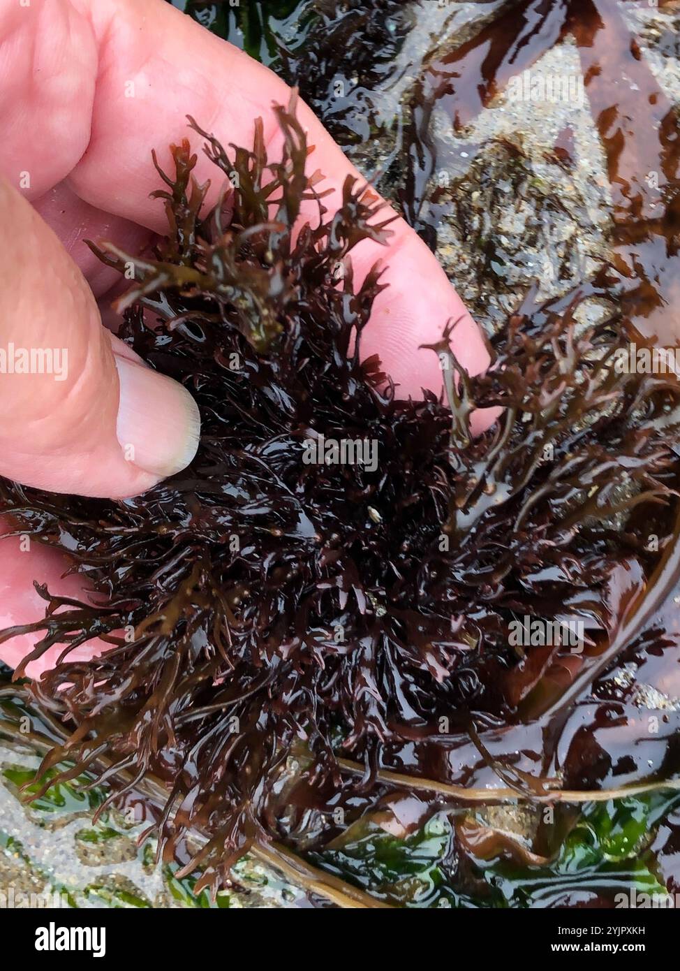 encrusting red algae (Mastocarpus Stock Photo - Alamy