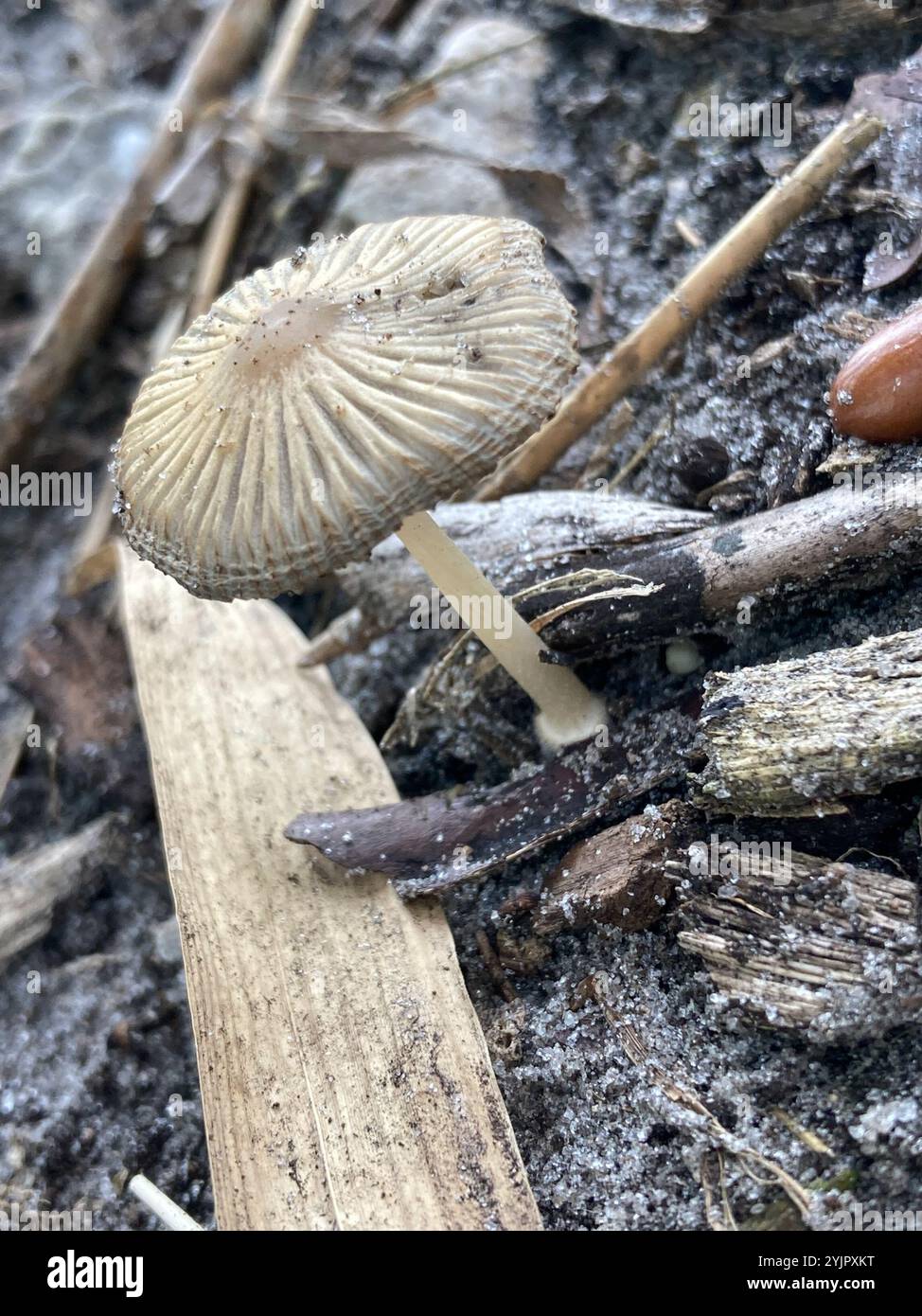 Brittlestems and Allies (Psathyrellaceae Stock Photo - Alamy