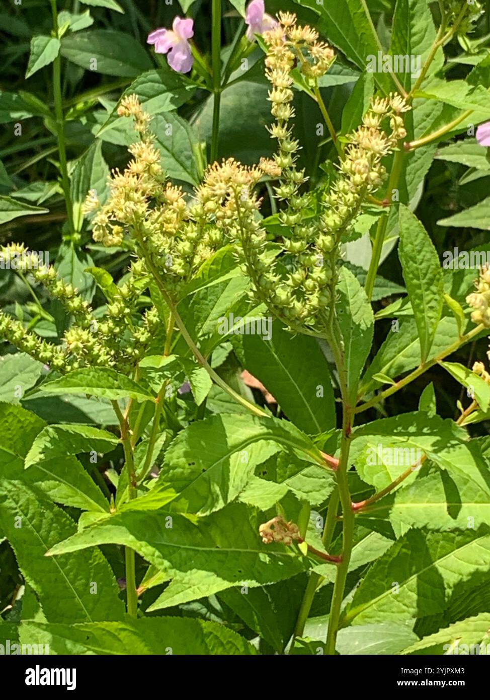 Penthorum hi-res stock photography and images - Alamy
