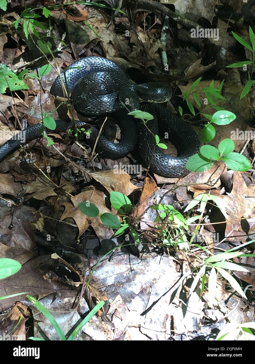 Eastern Ratsnake (Pantherophis alleghaniensis Stock Photo - Alamy