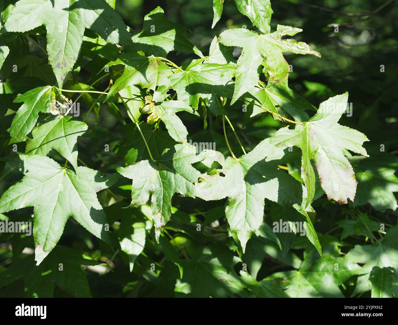 American sweetgum (Liquidambar styraciflua Stock Photo - Alamy