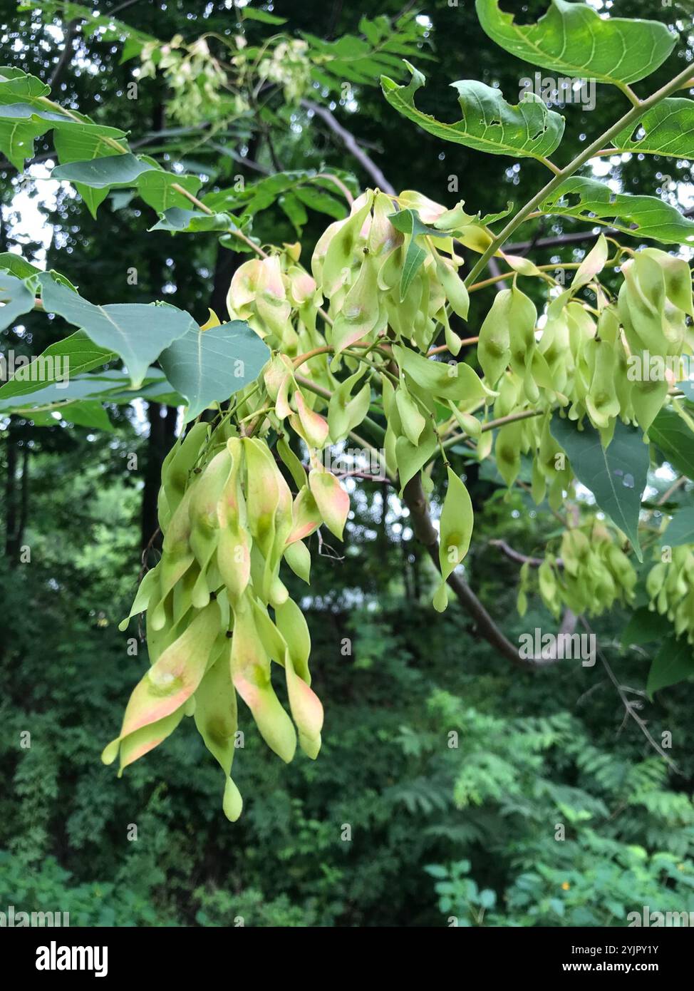 tree-of-heaven (Ailanthus altissima Stock Photo - Alamy