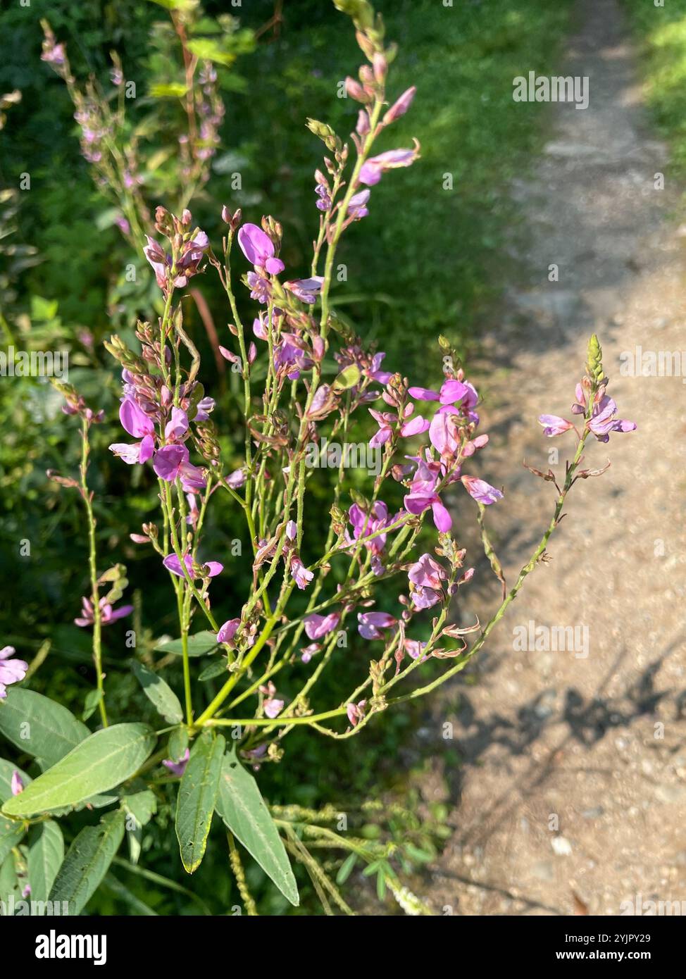 showy tick-trefoil (Desmodium canadense Stock Photo - Alamy