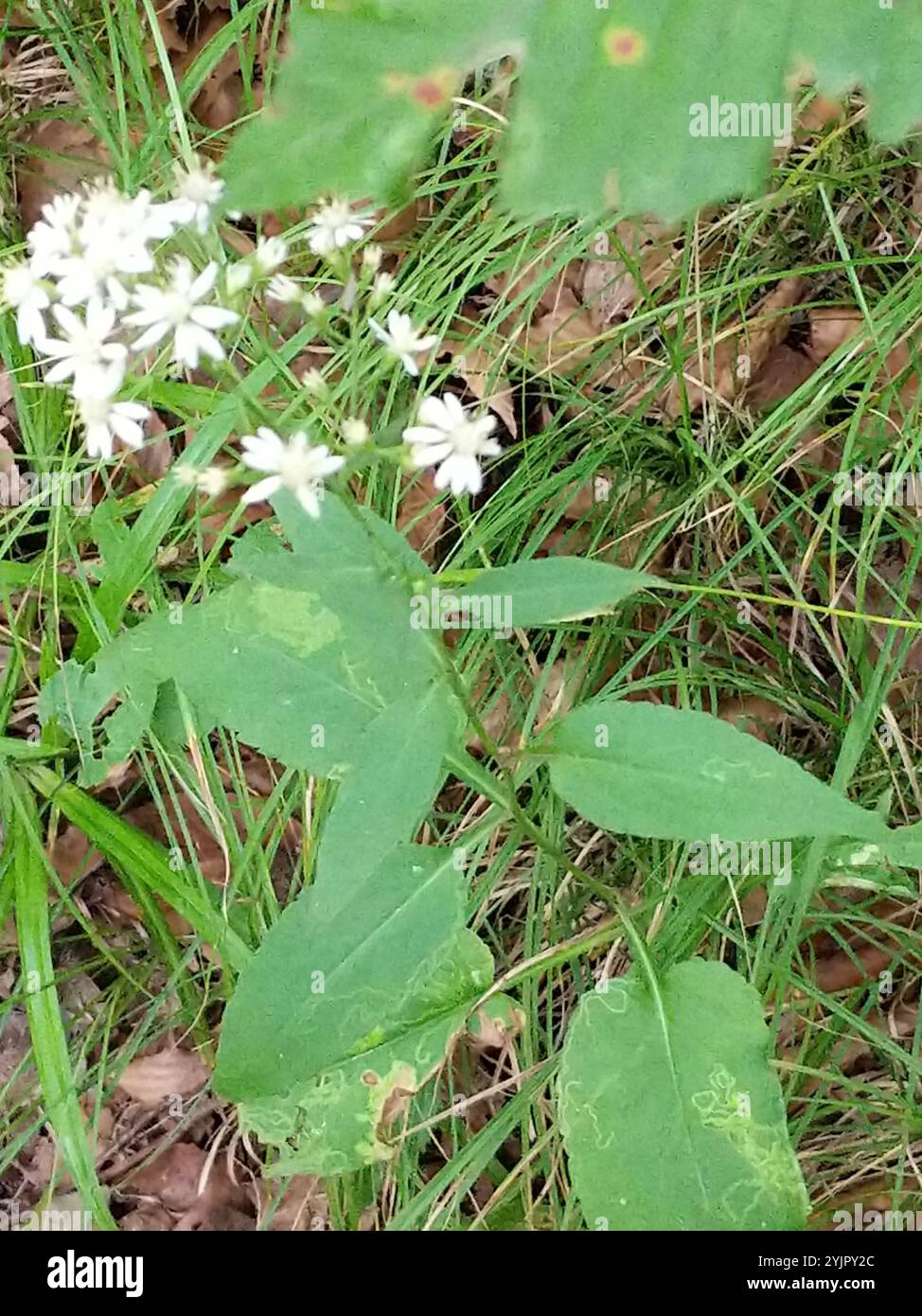 Arrow-leaved Aster (Symphyotrichum urophyllum Stock Photo - Alamy