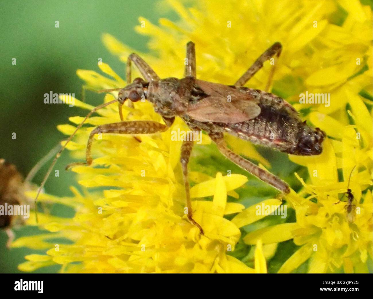 Tree Damsel Bug (Himacerus apterus Stock Photo - Alamy