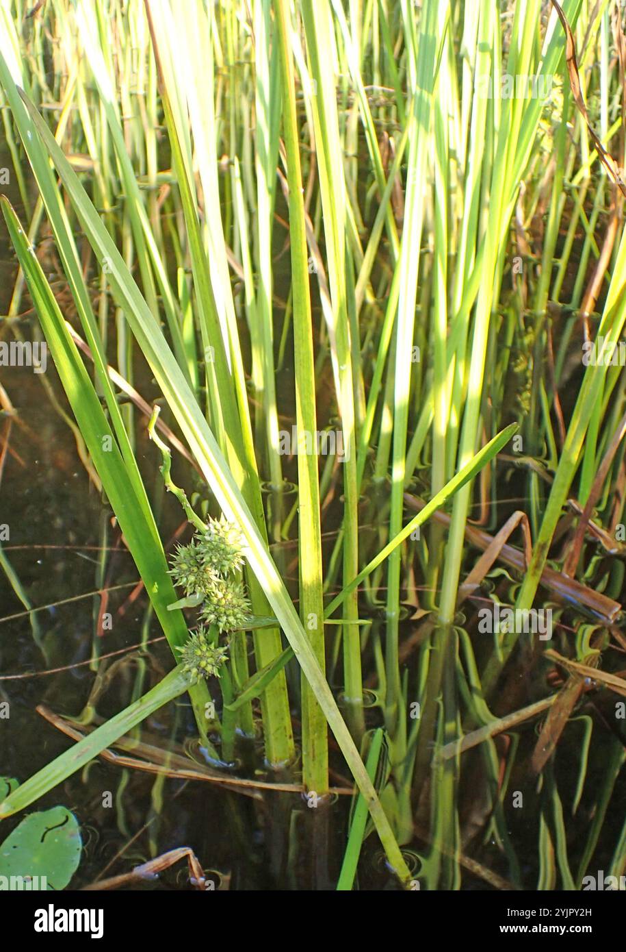 American bur reed hi-res stock photography and images - Alamy