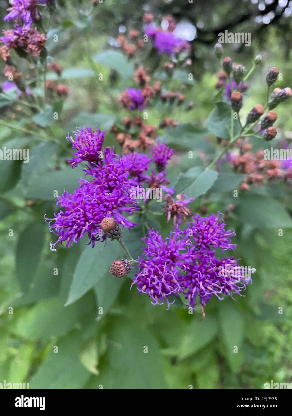 Western Ironweed (Vernonia baldwinii Stock Photo - Alamy