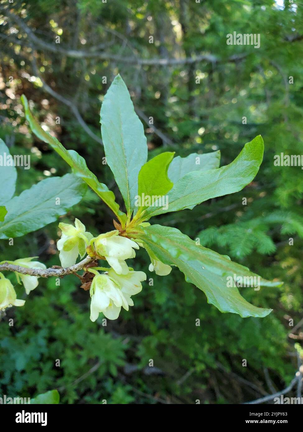 White-flowered Rhododendron (Rhododendron albiflorum Stock Photo - Alamy