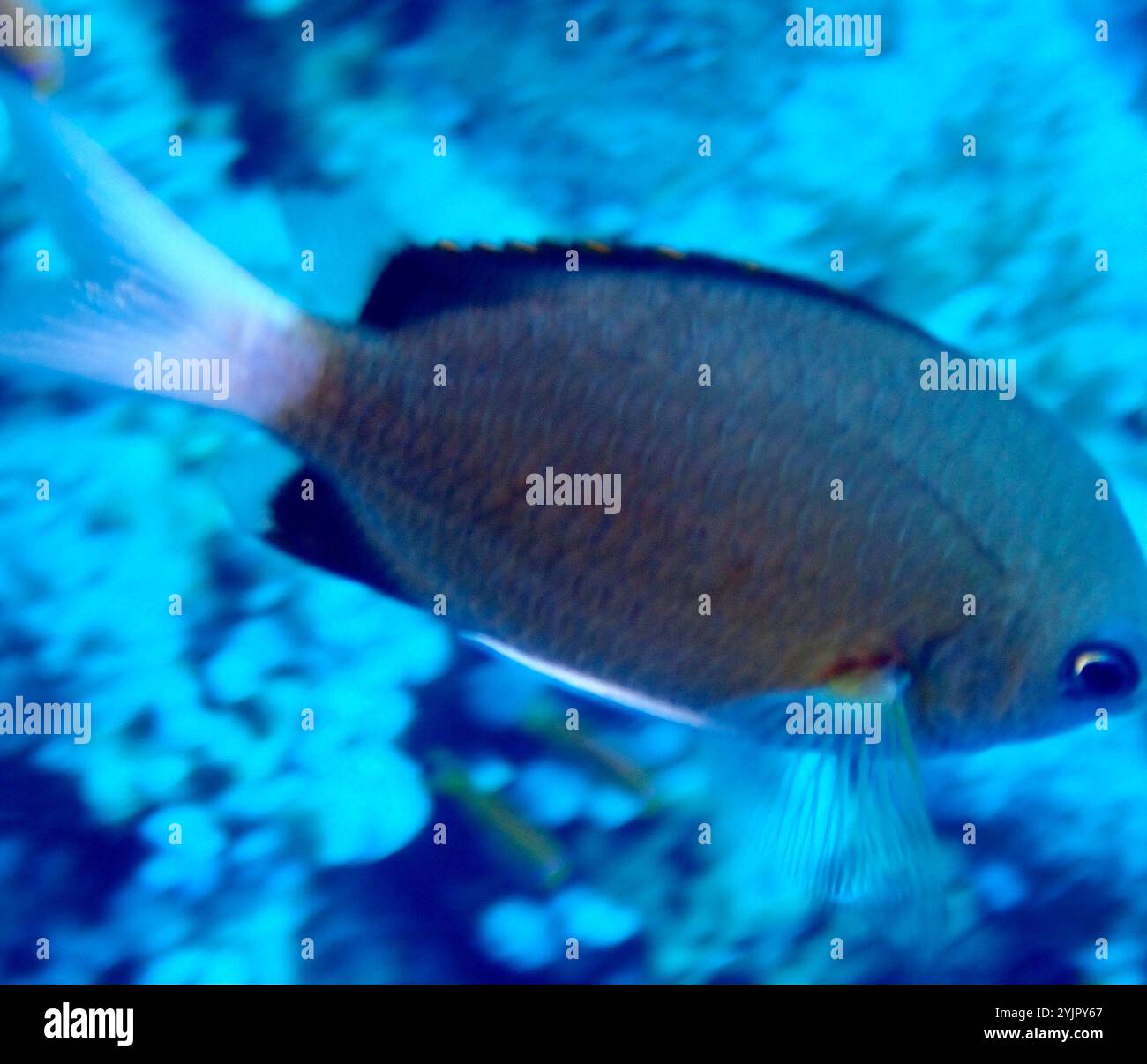 Yellow-edge Chromis (Chromis pembae Stock Photo - Alamy