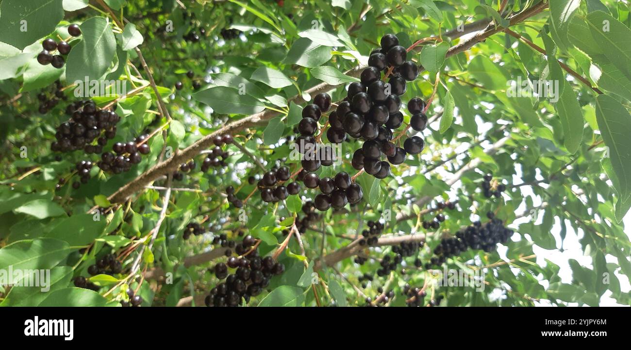 chokecherry (Prunus virginiana Stock Photo - Alamy