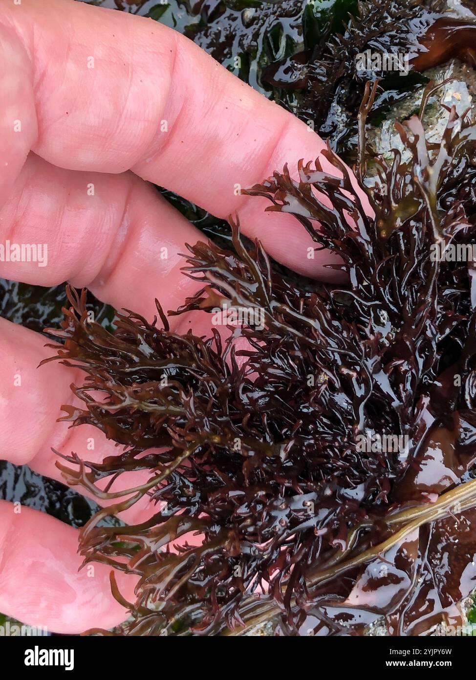 encrusting red algae (Mastocarpus Stock Photo - Alamy
