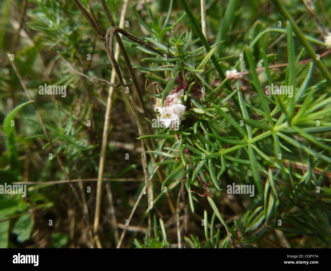 Clover Dodder (Cuscuta epithymum Stock Photo - Alamy