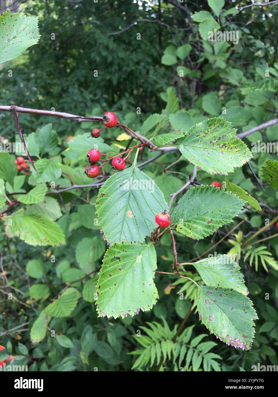 Large-thorn hawthorn (Crataegus macracantha Stock Photo - Alamy