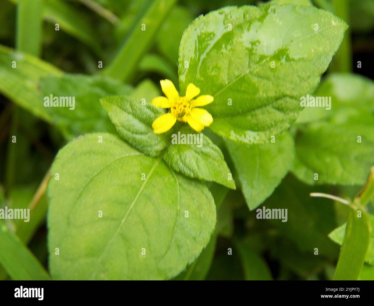 straggler daisy (Calyptocarpus vialis Stock Photo - Alamy