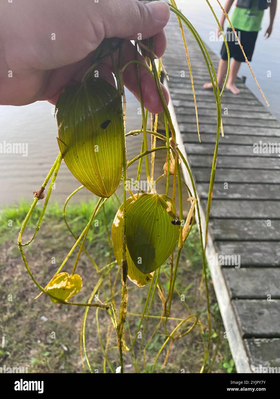 floating-leaved pondweed (Potamogeton natans Stock Photo - Alamy