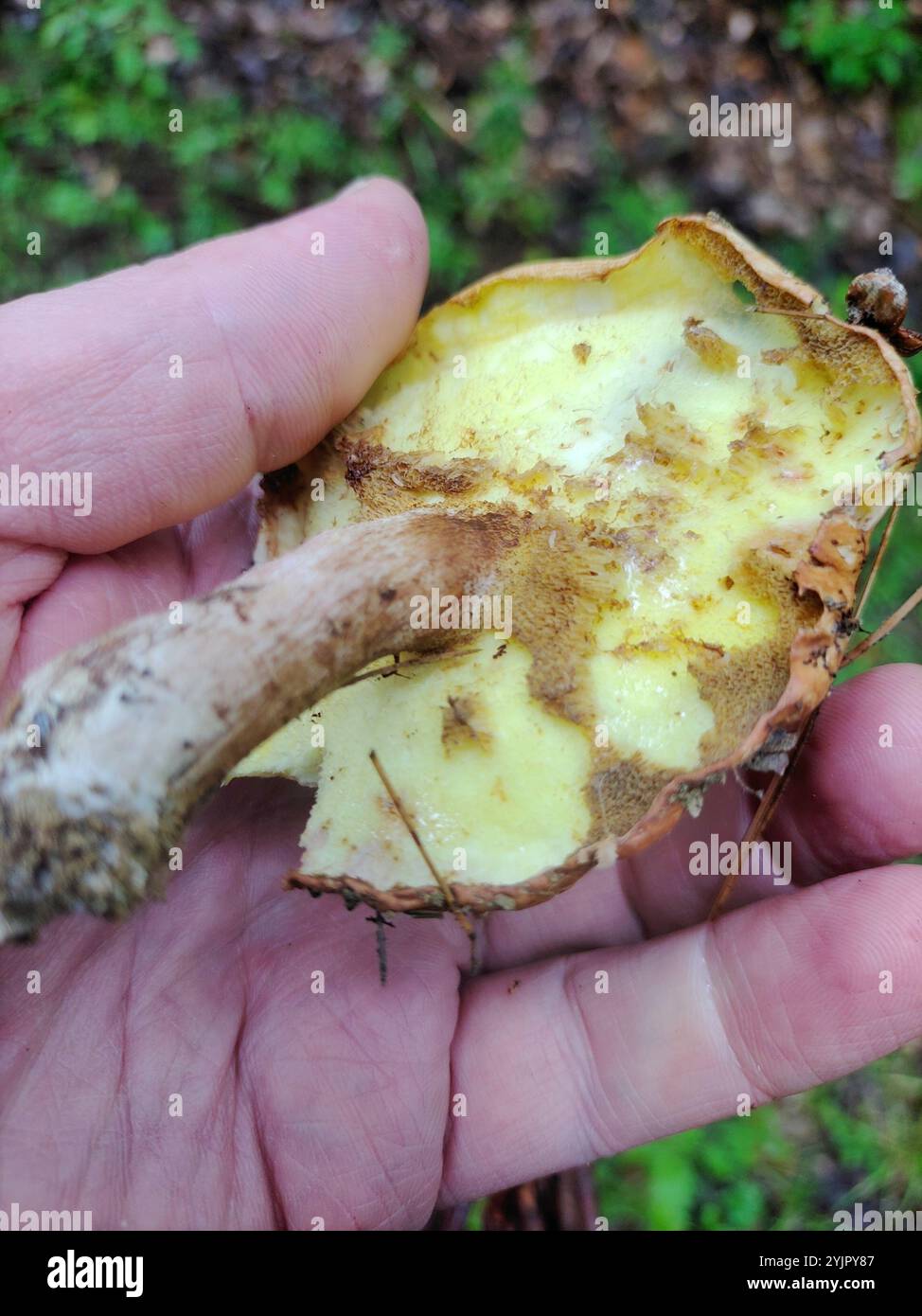 Butterball (Suillus weaverae Stock Photo - Alamy