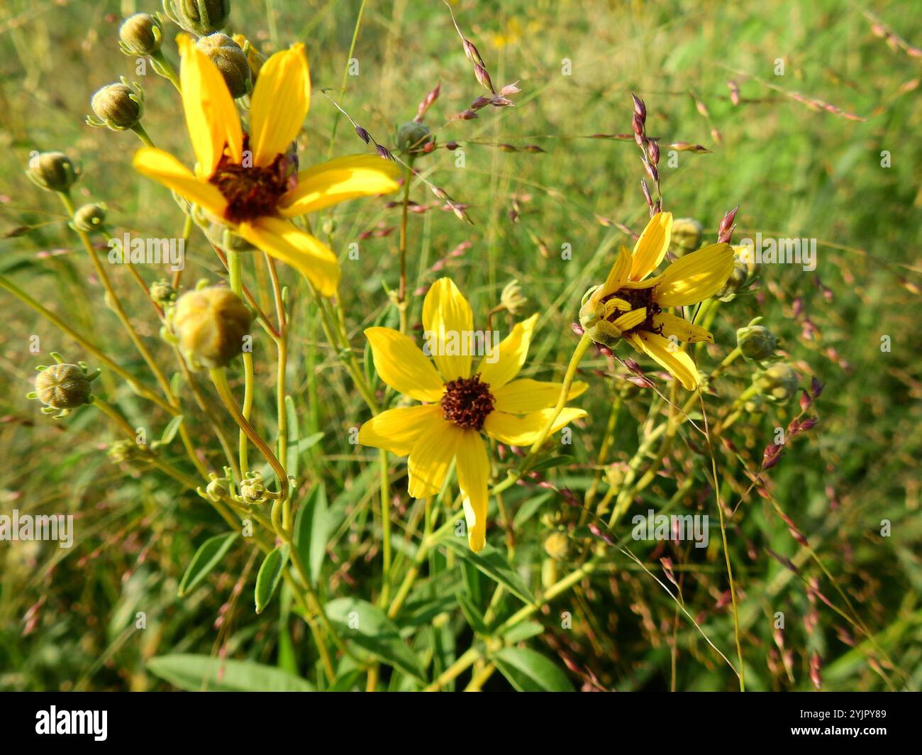 tall coreopsis (Coreopsis tripteris Stock Photo - Alamy