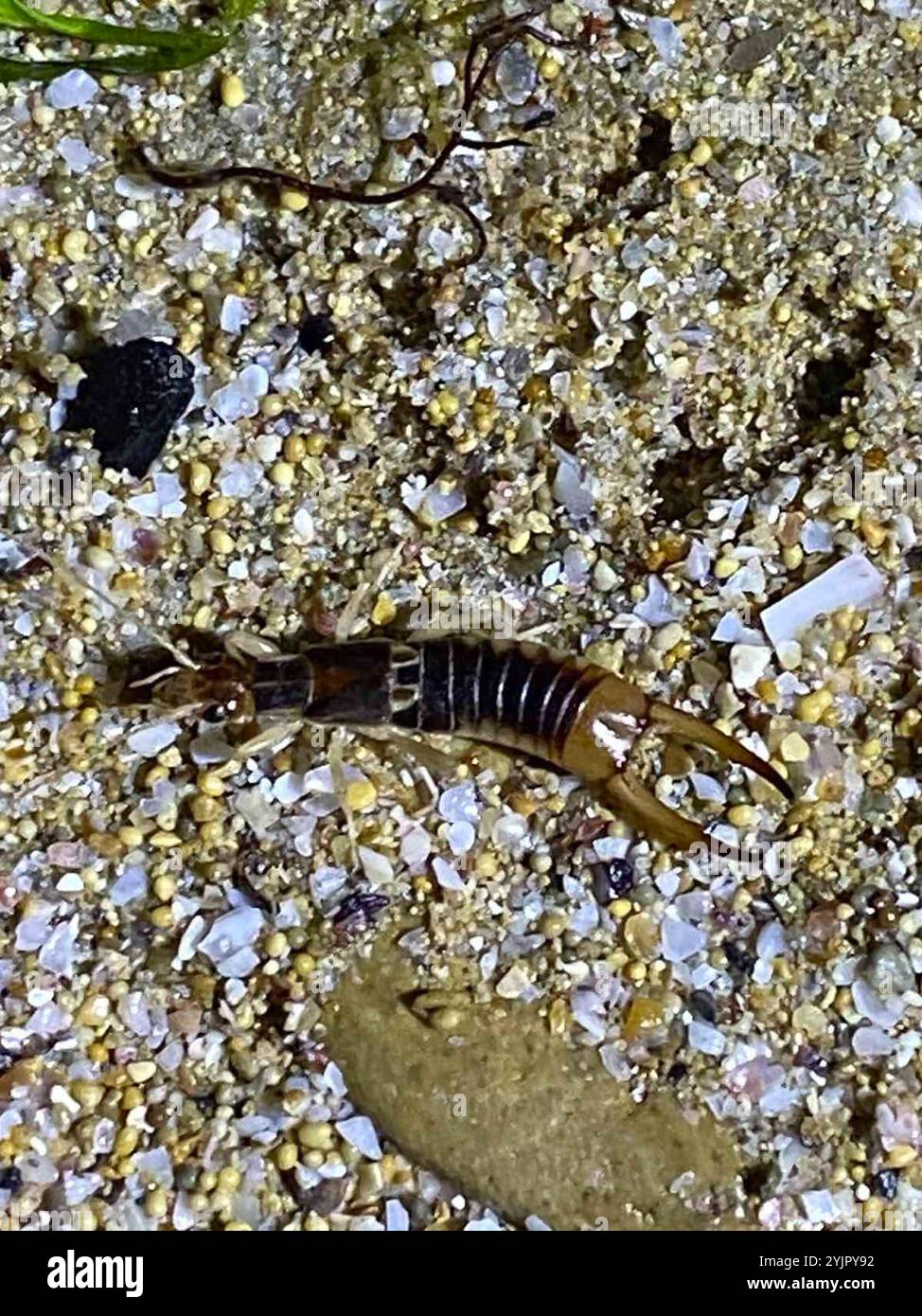 Shore Earwig (Labidura riparia Stock Photo - Alamy