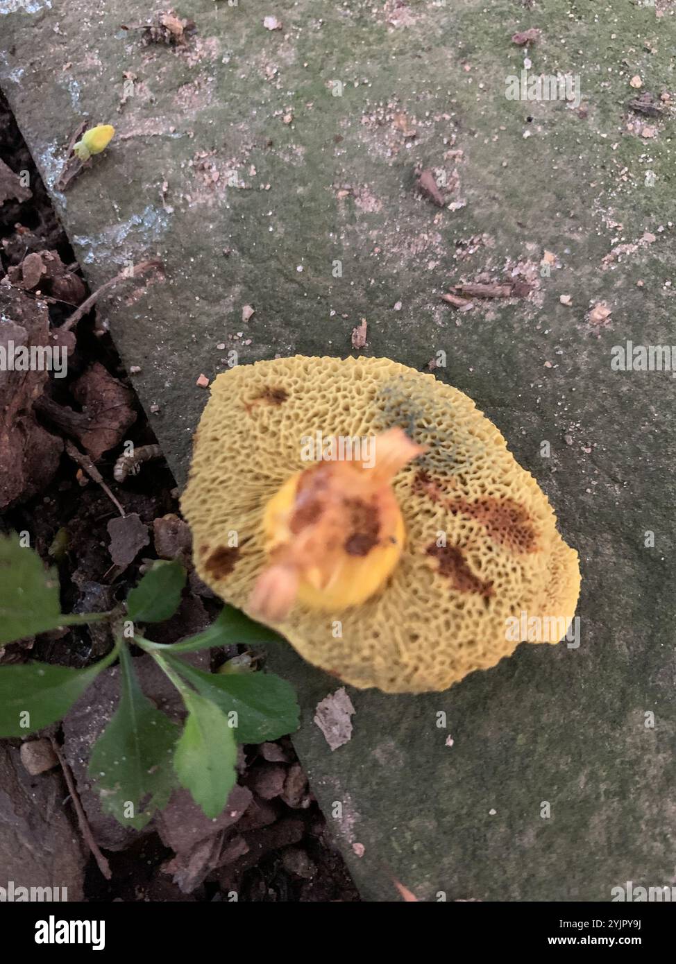 Ruby Bolete (Hortiboletus rubellus Stock Photo - Alamy