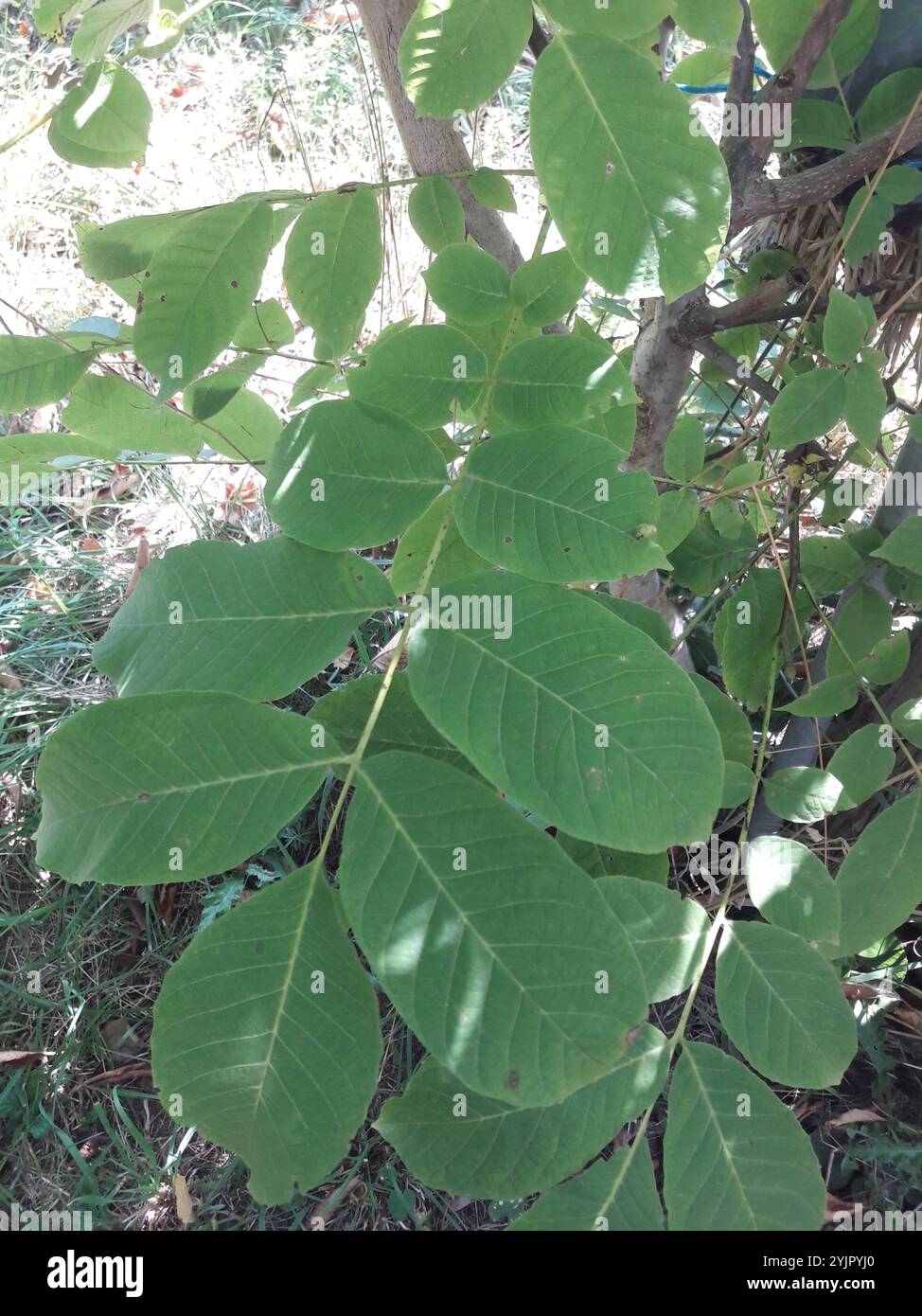 Persian walnut (Juglans regia Stock Photo - Alamy