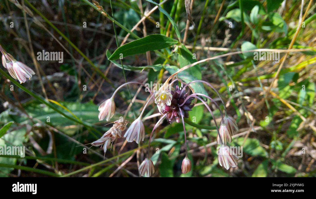 field garlic (Allium oleraceum Stock Photo - Alamy