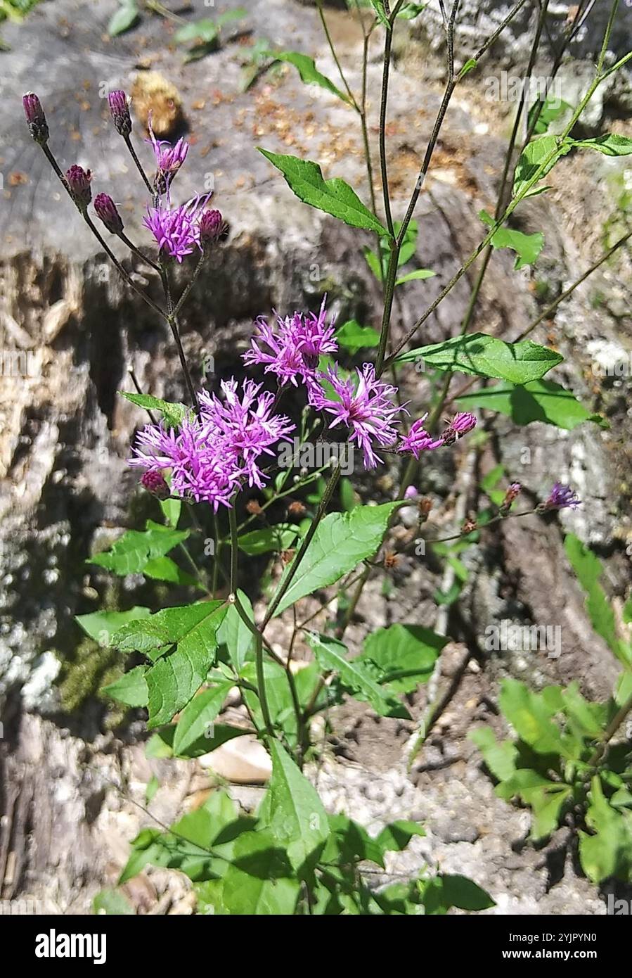 Tall Ironweed (Vernonia gigantea Stock Photo - Alamy