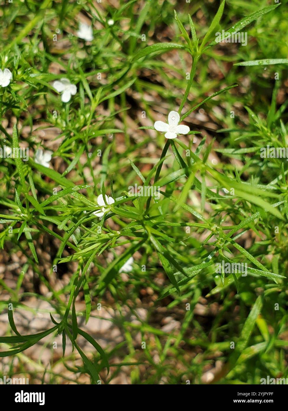 Rust Weed (Polypremum procumbens Stock Photo - Alamy