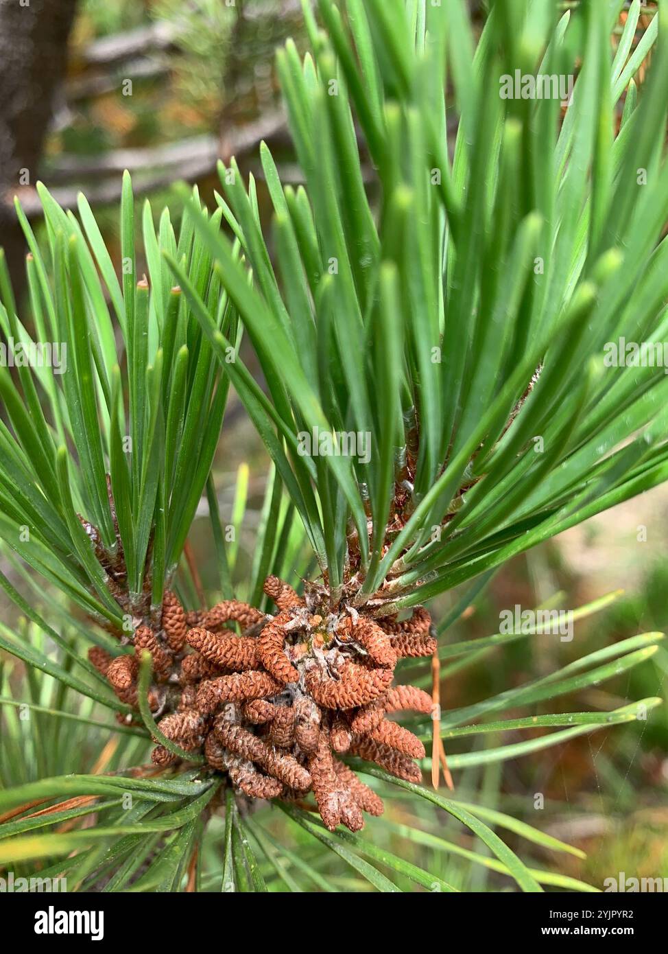 Shore Pine (Pinus contorta contorta Stock Photo - Alamy