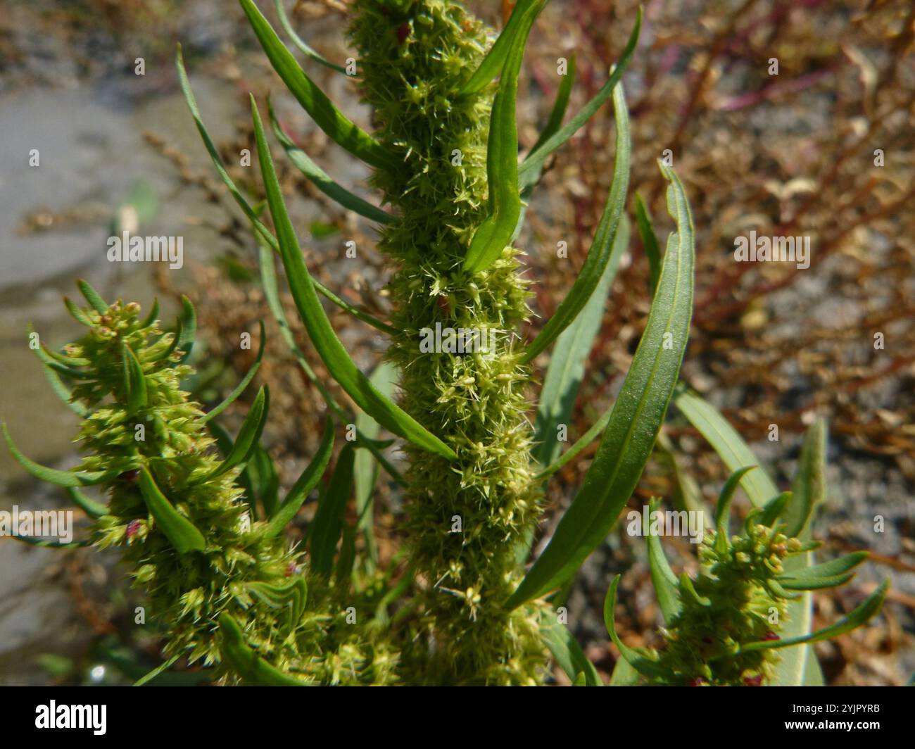 Golden Dock (Rumex maritimus Stock Photo - Alamy