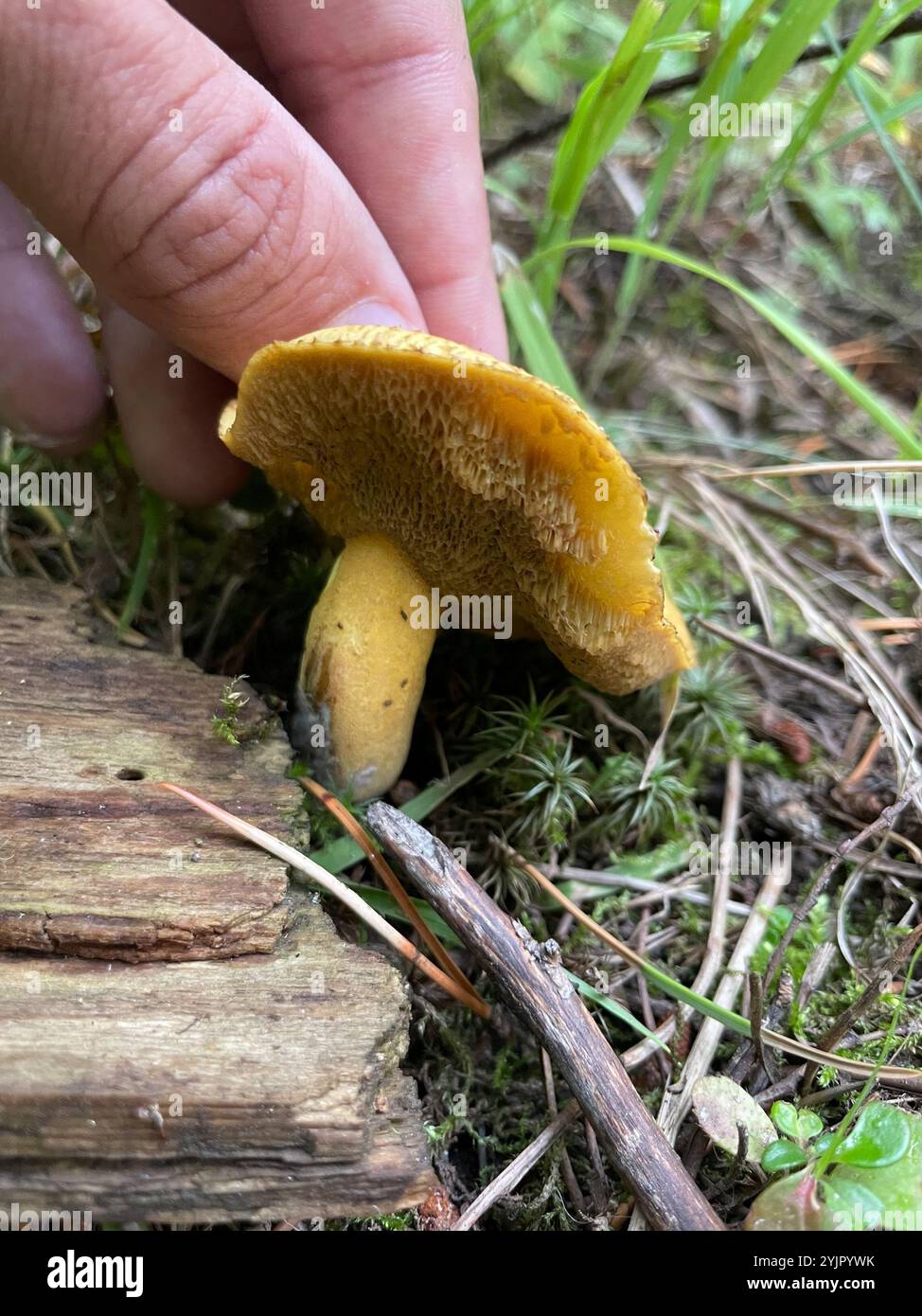 Blue-staining Slippery Jack (Suillus tomentosus Stock Photo - Alamy