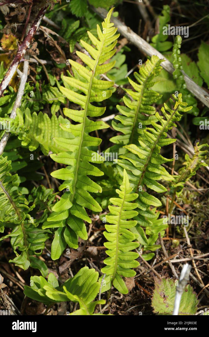 common polypody (Polypodium vulgare Stock Photo - Alamy