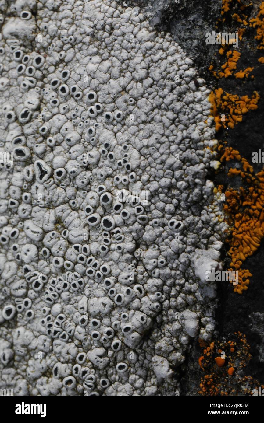 Tile Lichens (Lecidea Stock Photo - Alamy
