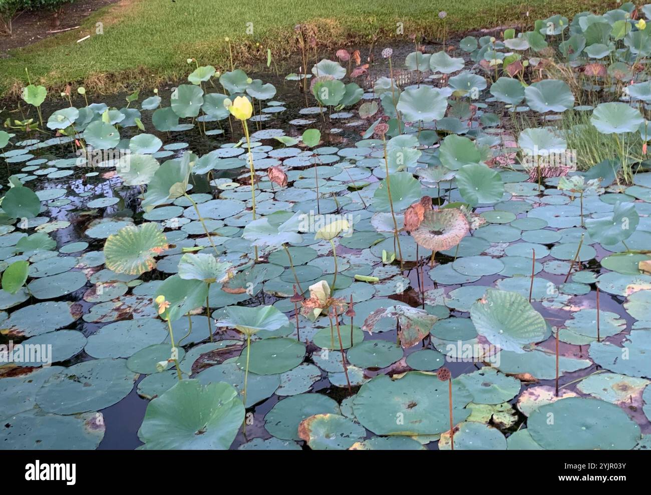 American lotus (Nelumbo lutea Stock Photo - Alamy