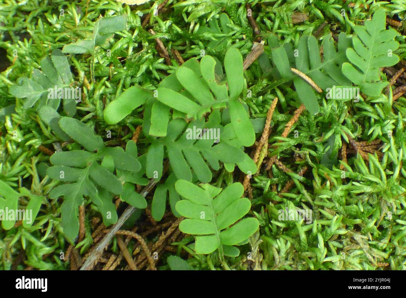 resurrection fern (Pleopeltis michauxiana Stock Photo - Alamy