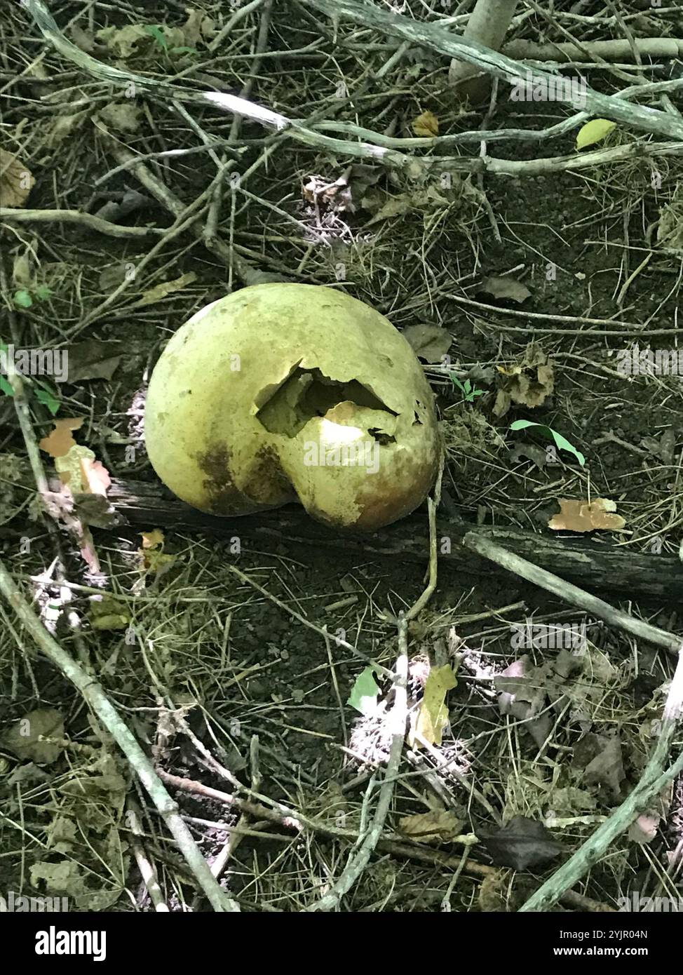 giant puffball (Calvatia gigantea Stock Photo - Alamy