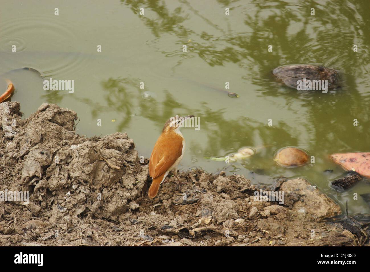 Pacific Hornero (Furnarius cinnamomeus Stock Photo - Alamy