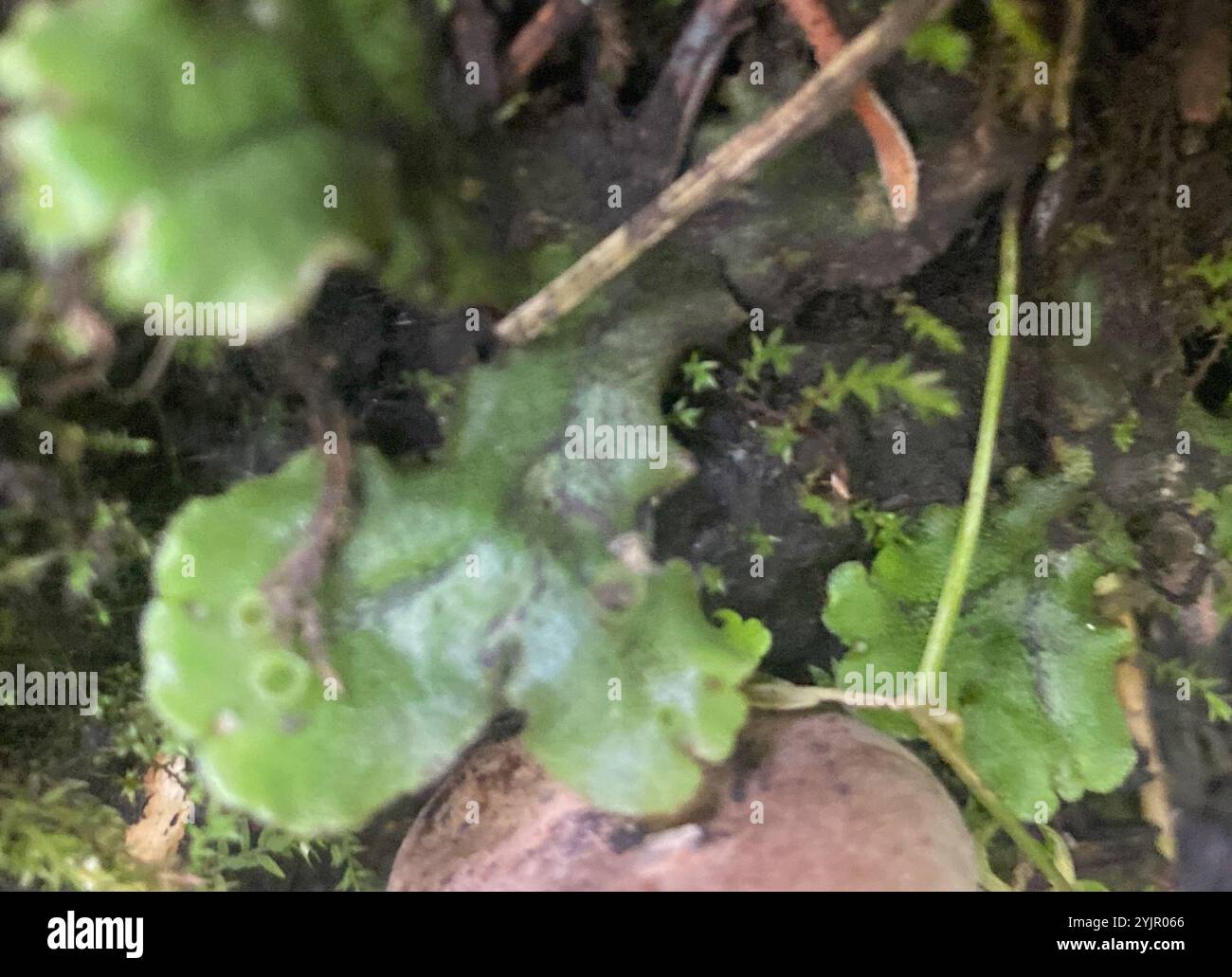 Common Liverwort (Marchantia polymorpha Stock Photo - Alamy