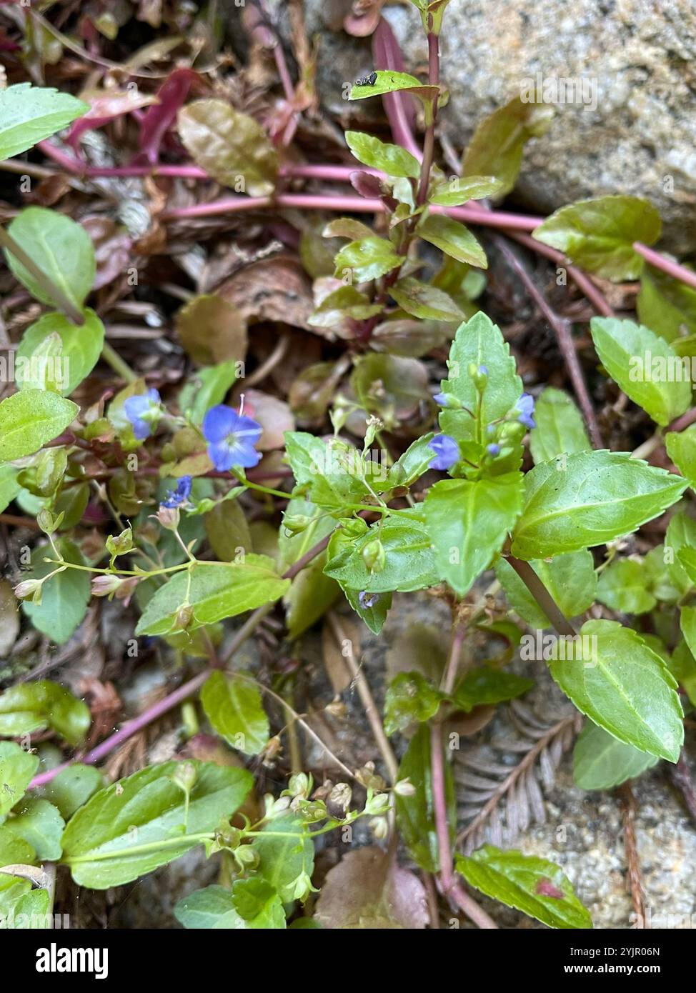 American brooklime (Veronica americana Stock Photo - Alamy
