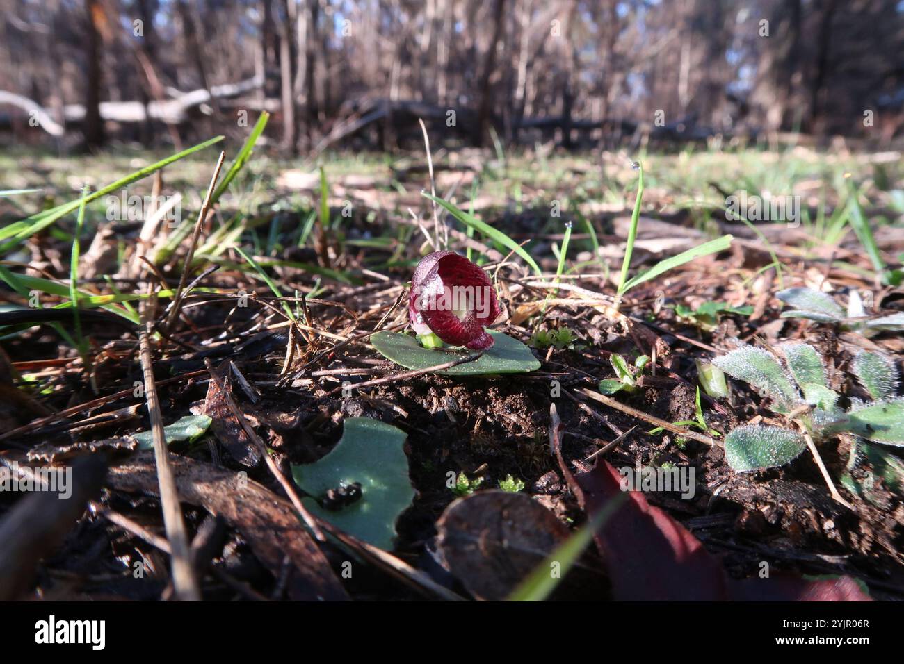 Incurvus hi-res stock photography and images - Alamy