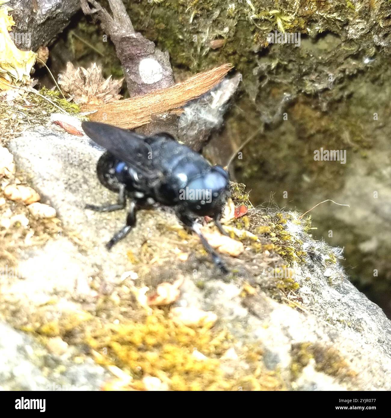 Cuterebra hi-res stock photography and images - Alamy