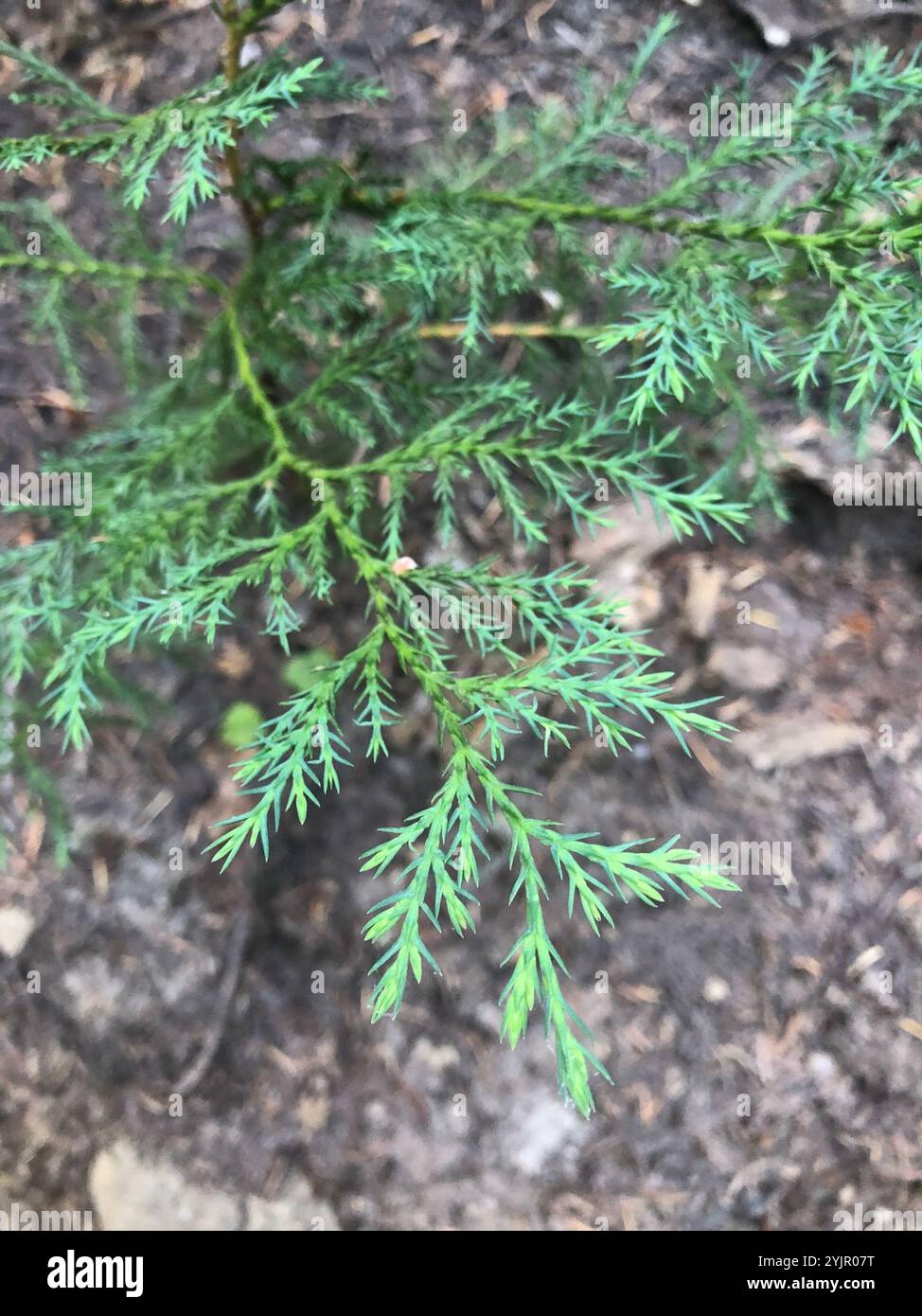 Alaska yellow cedar (Callitropsis nootkatensis Stock Photo - Alamy